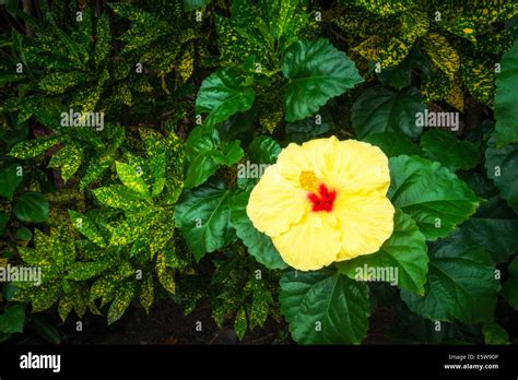 Hibiscus Flowers In The Galaxy Garden Paleaku Gardens Peace Sanctuary