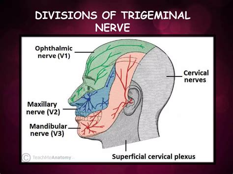 Symptomatology And Pathophysiology Of Trigeminal Neuralgia Copy Pptx