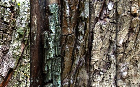 Tree Bark