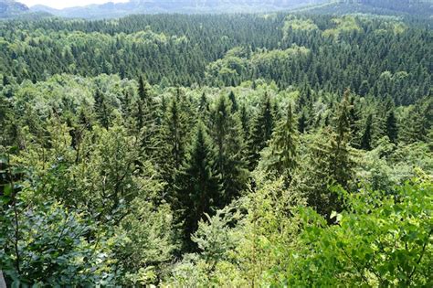 Premium Photo Pine Trees In Forest