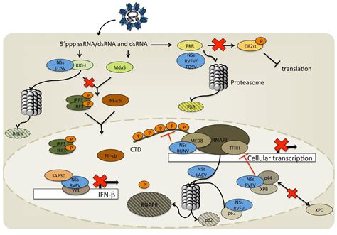 Viruses Free Full Text Non Structural Proteins Of Arthropod Borne