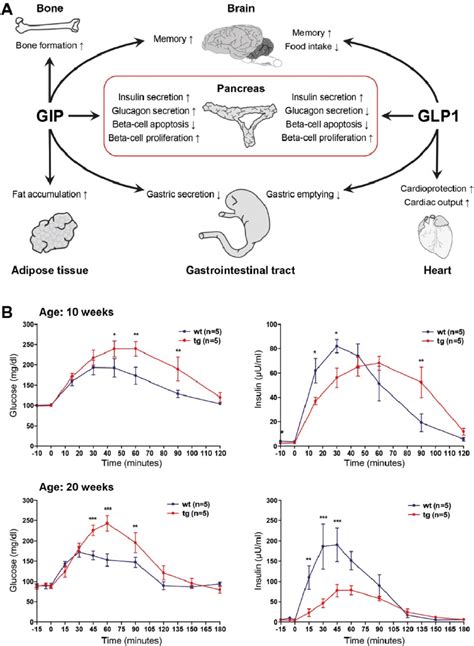 A Actions Of The Incretion Hormones Gip And Glp1 On Different Organs
