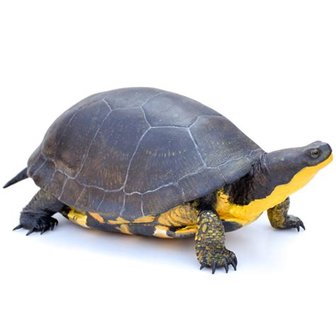 Blanding S Turtle Emydoidea Blandingii Savi Made