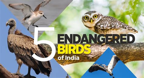 5 Endangered Birds Of India Chalo India