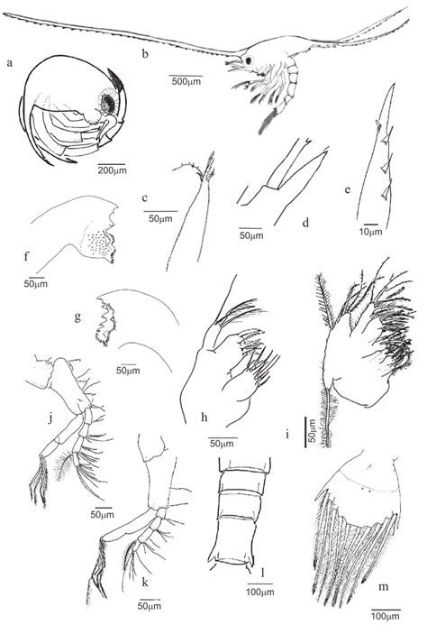 Prezoea And Zoea I De Pachycheles Chubutiensis A Pre Zoea Without Download Scientific Diagram