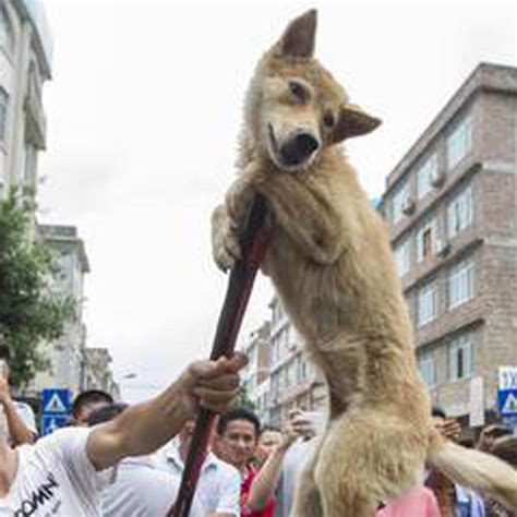 중국 선전시 개∙고양이 식용을 금지하다 동물해방물결