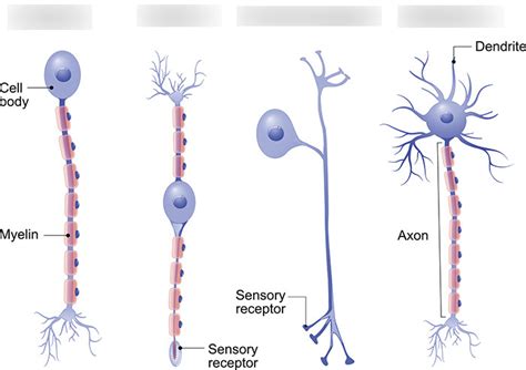Neuron Morphology Diagram Quizlet