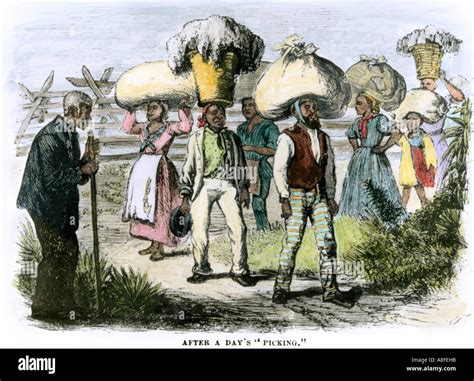 Slaves Picking Cotton History At Darla Urena Blog