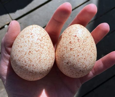 Raising Turkey Poults Raising Turkeys Raising Chickens Dust Bath
