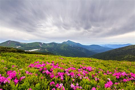분홍색 진달래의 아름 다운 전망을 후회 안개 언덕 녹색 잔디와 극적인 구름 하늘 거리에 카 르 파티 아 산맥 산에 피는 꽃