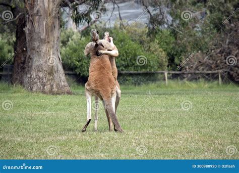 The Male Red Kangaroos Body Is A Shade Of Red Fur His Head Is Grey With