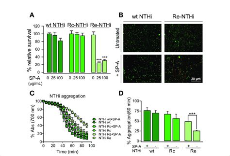 SP A Kills And Induces Aggregation Of Deep Rough NTHi Strains But Not Download Scientific