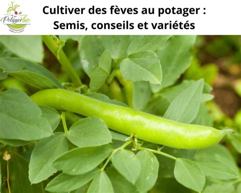 Cultiver des fèves Semis conseils et variétés Au potager bio