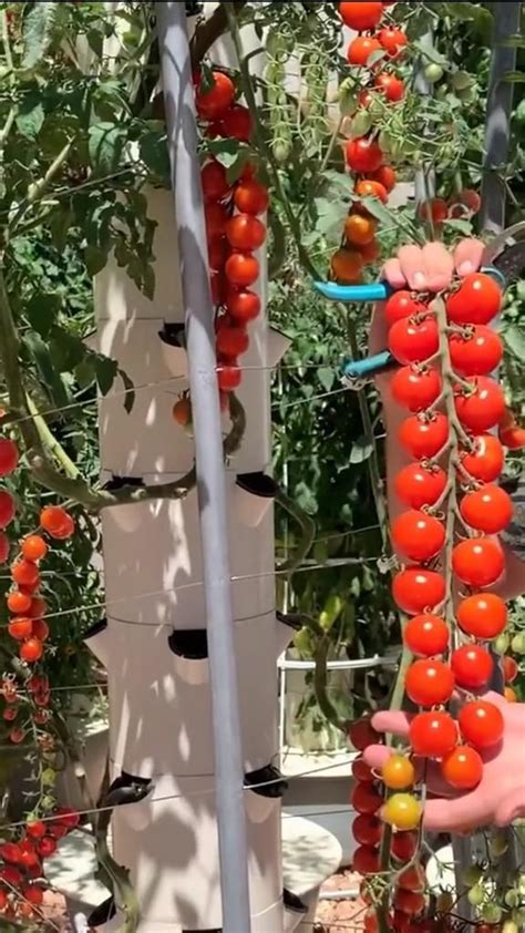 How To Grow Tomatoes Hydroponically Artofit