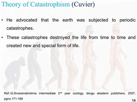 4human Evolution Ppt
