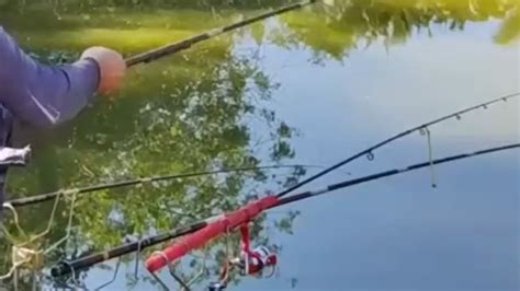 Esse TRUQUE Ajuda Muito Na PESCARIA De TILAPIA No FRIO YouTube