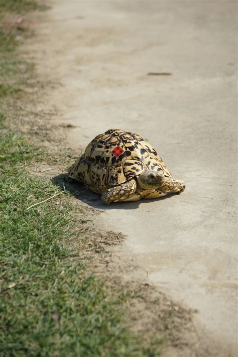 A Tortoise Shell Sitting On The Side Of A Road Photo Free Tortoise