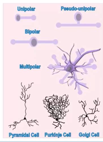 Cells Of The Nervous System And The Neuromuscular Junction Flashcards