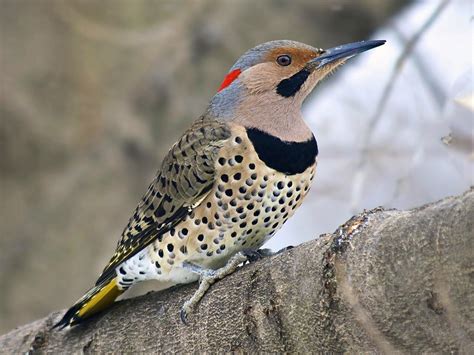Northern Flicker Celebrate Urban Birds