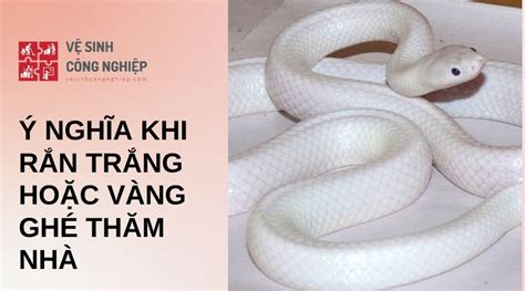 Rắn Bò Vào Nhà Là điềm Báo Gì Tốt Hay Xấu