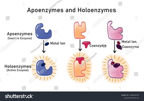 Induced Fit Model Photos And Images And Pictures Shutterstock