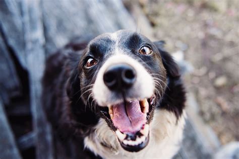Adopting A Shelter Dog Are You Ready Ontario Spca And Humane Society