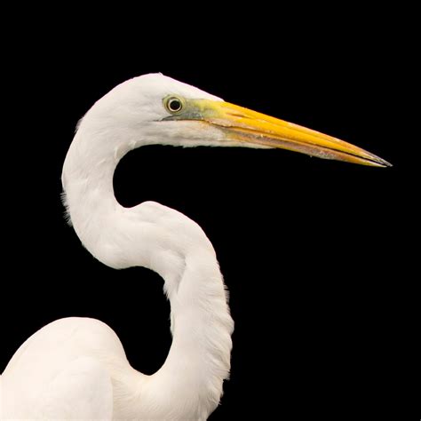 Great White Heron Vs Great Egret