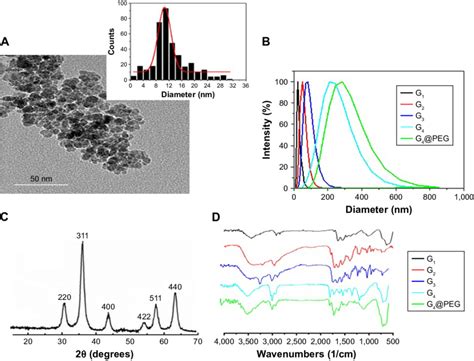 A TeM Image And Size Distribution Of G 4 IONPs B Dls Shows Size