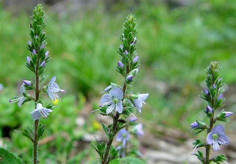 Вероника лекарственная (лат. Verónica officinalis)