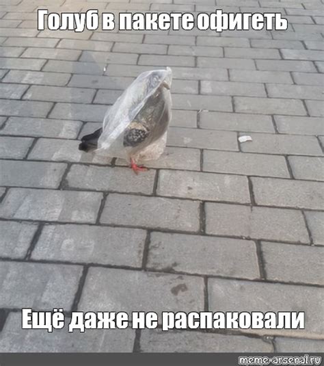 Создать мем голубь в дождевике голубь в пакете голубь в упаковке