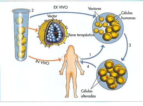 La tecnología en la sanidad Biotecnología e Ingeniería Genética