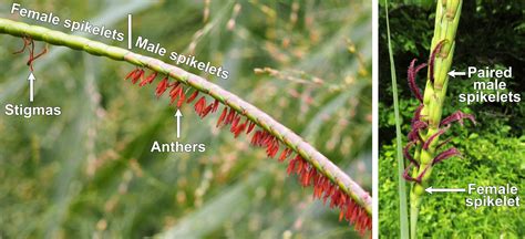 Morphology And Anatomy Of Grasses In Tribe Andropogoneae Earthhome