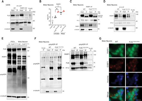 Als Fus Mutations Cause Abnormal Parylation And Histone H12 Interaction Leading To
