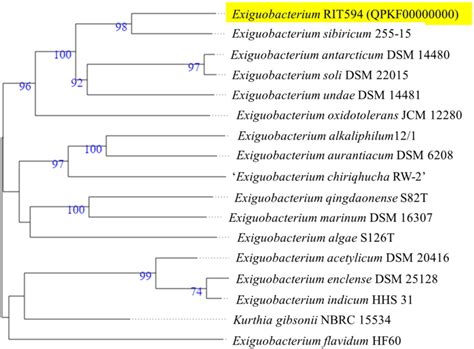 Figure 1 From Polystyrene Degradation By Exiguobacterium Sp Rit 594 Preliminary Evidence For A