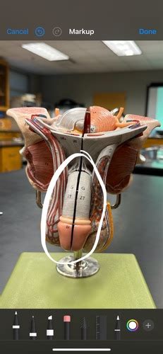 Anatomy Lab Final Flashcards Quizlet