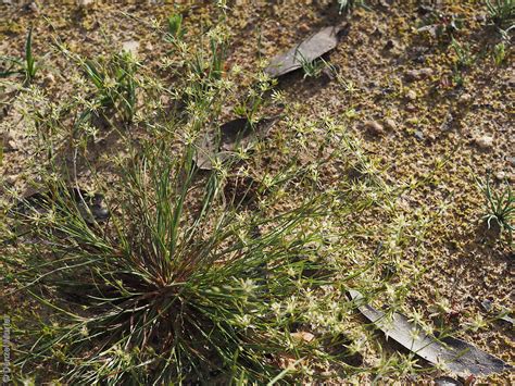 Juncus Bufonius