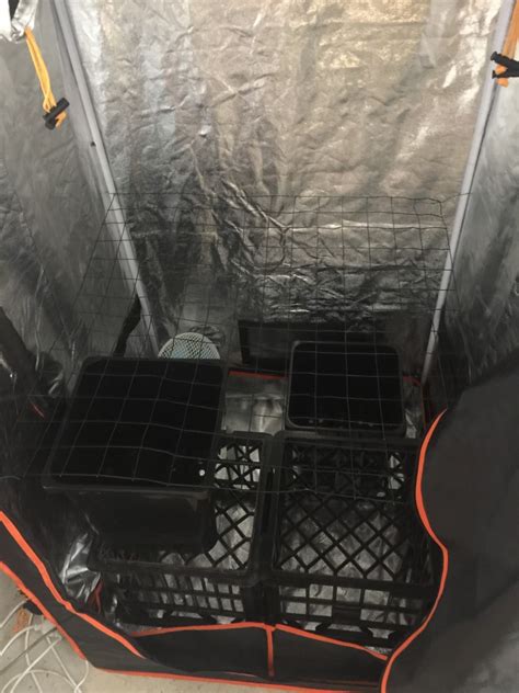 Diy Scrog Net Feedback And Advice Required 420 Magazine