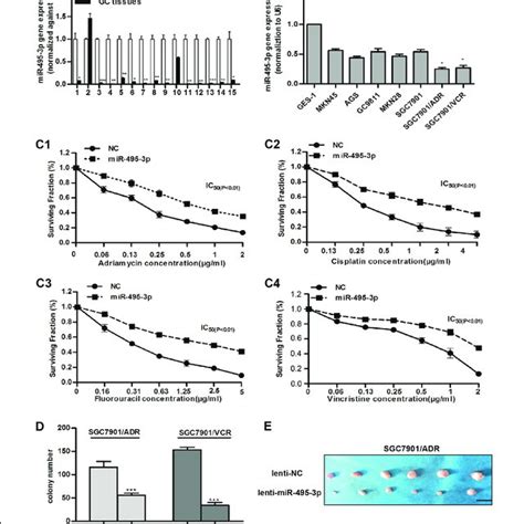 Mir 495 3p Inhibits Autophagy By Activating Mtor Signaling A Western Download Scientific