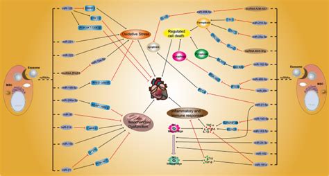 Mesenchymal Stem Cell Derived Exosomal Noncoding Rnas As Alternative