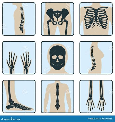 Set Of Bone Chest X Ray Concept Icon Roentgen Human Body Image
