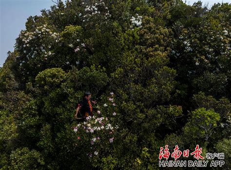 国际森林日一组图带你感受海南热带雨林生态之美 新闻中心 南海网