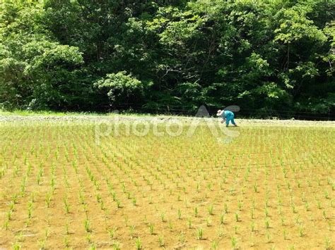 初夏の田んぼ No 2514835写真素材なら写真AC無料フリーダウンロードOK