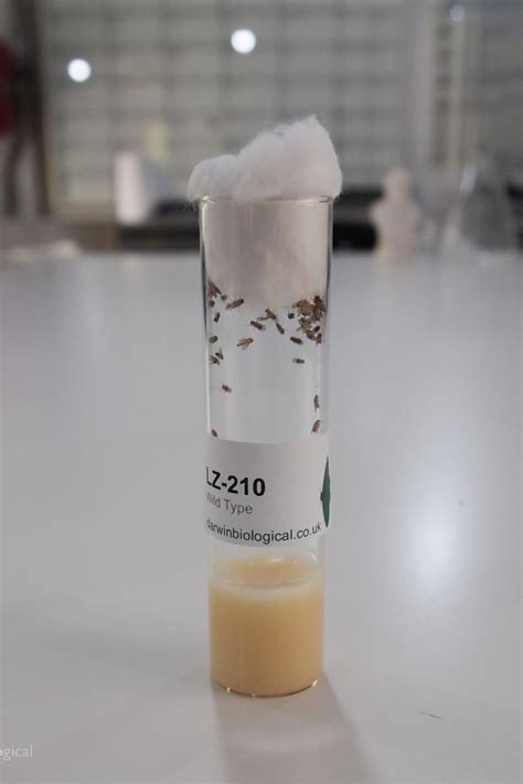 Vinegar Eels Care Darwin Biological