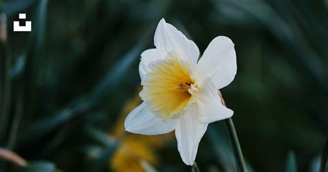 녹색 잎으로 둘러싸인 노란색 중심의 흰색 꽃 사진 Unsplash의 무료 그레이스토크 이미지