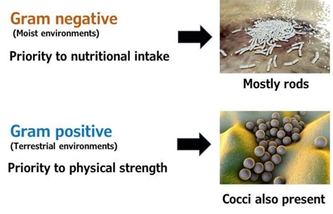 Understanding The Differences Between Gram Positive And Gram Negative