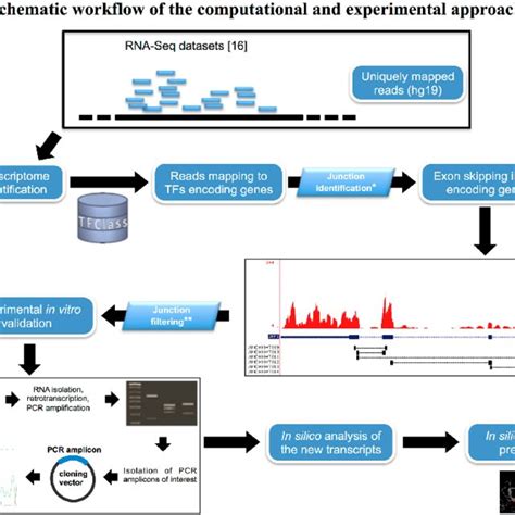 computational and experimental workflow schematic overview of the in