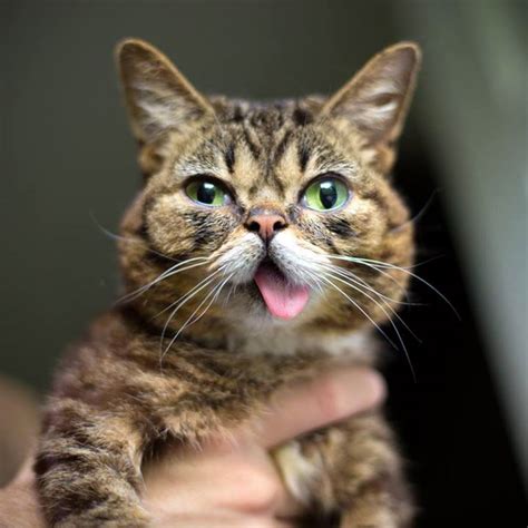 Meet Lil Bub The Cutest Cat On The Internet Video And Gallery