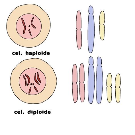 Célula Haploide E Diploide Em 2025 Atividades Alfabetização Para