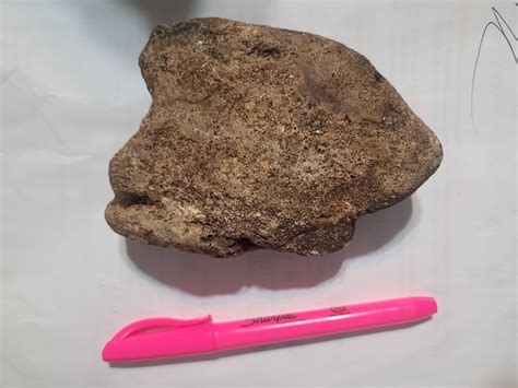 Fossilized Bone R Bonecollecting