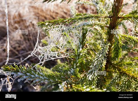 Frozen Spruce Branch Stock Photo Alamy